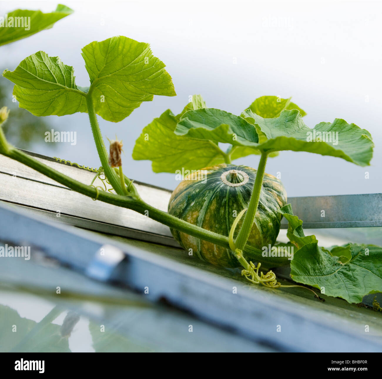 An unripe pumpkin hi-res stock photography and images - Alamy