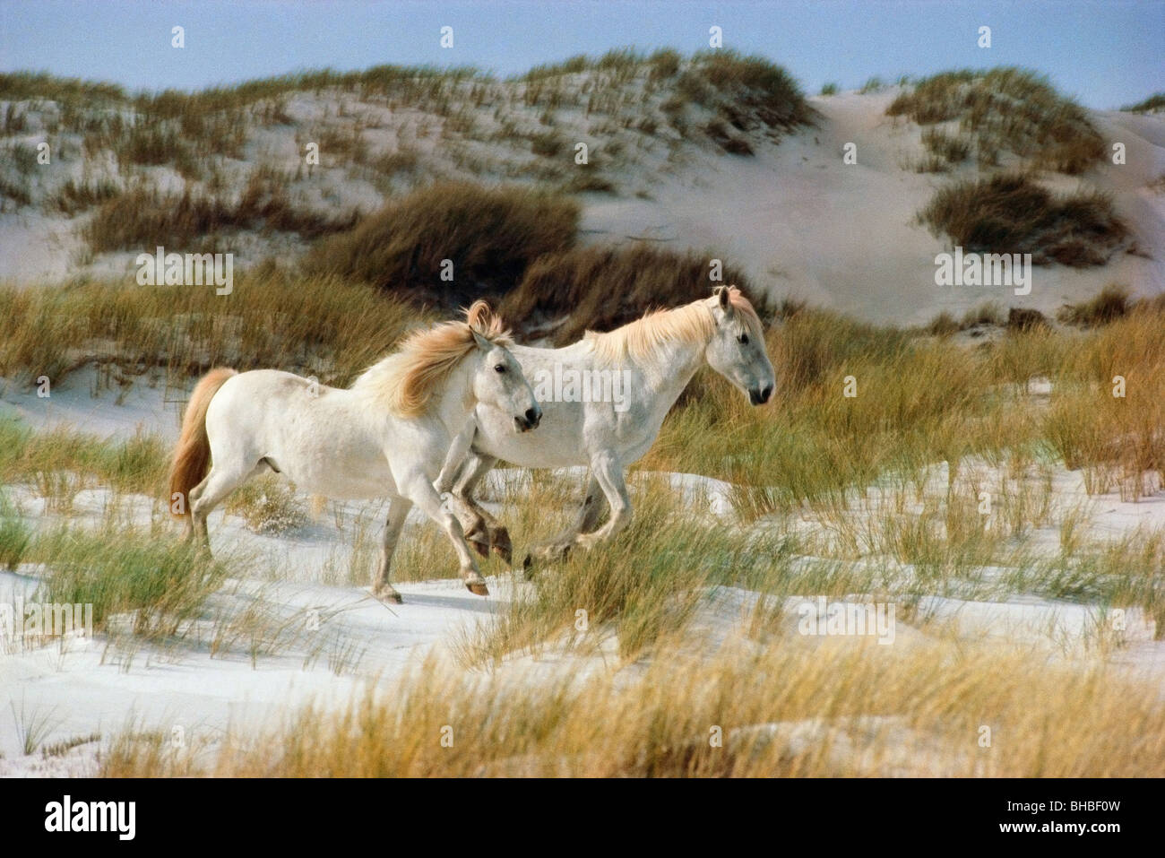 Wild Ponies running through the Falkland Islands Stock Photo - Alamy