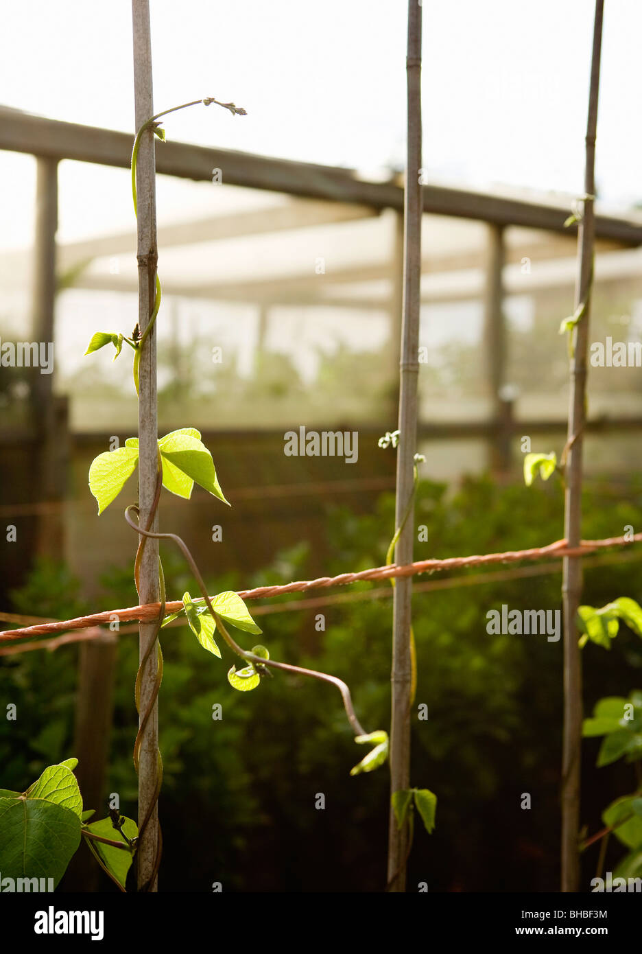 Runner bean stems Stock Photo - Alamy