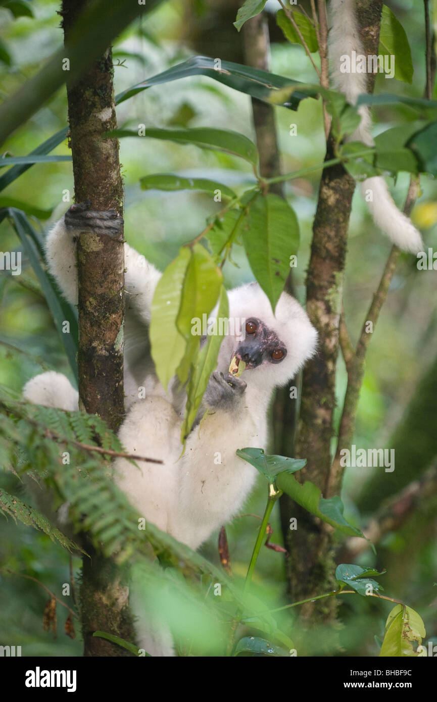 Silky Sifaka lemur (Propithecus candidus) Endangered, Marojejy National ...