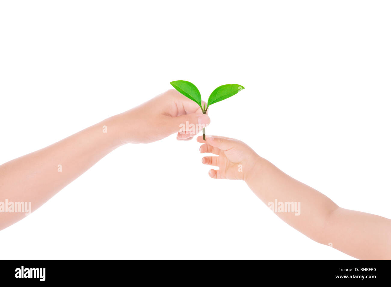Human hands holding leaf against white background Stock Photo - Alamy