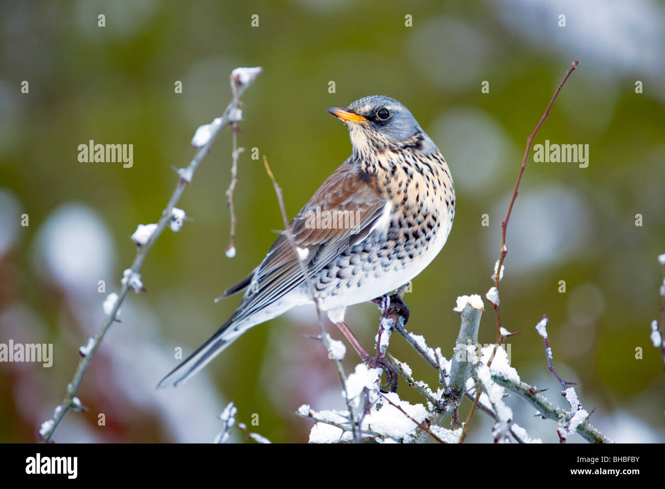 Fieldfare hi-res stock photography and images - Alamy
