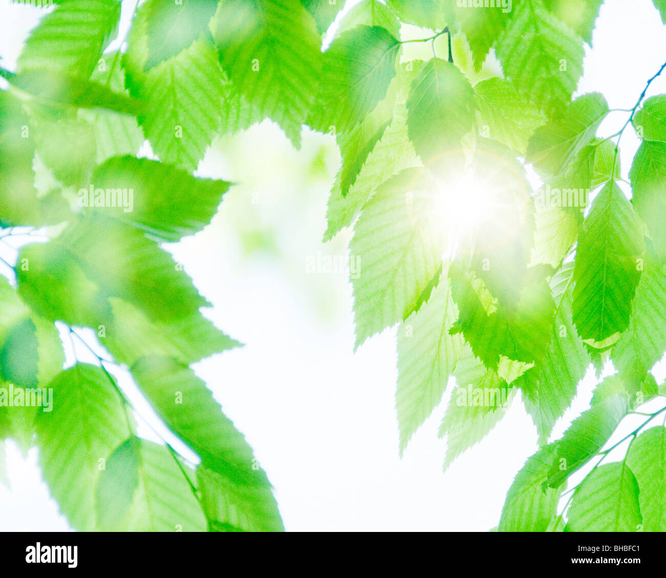 Sunlight falling on fresh green leaves Stock Photo - Alamy