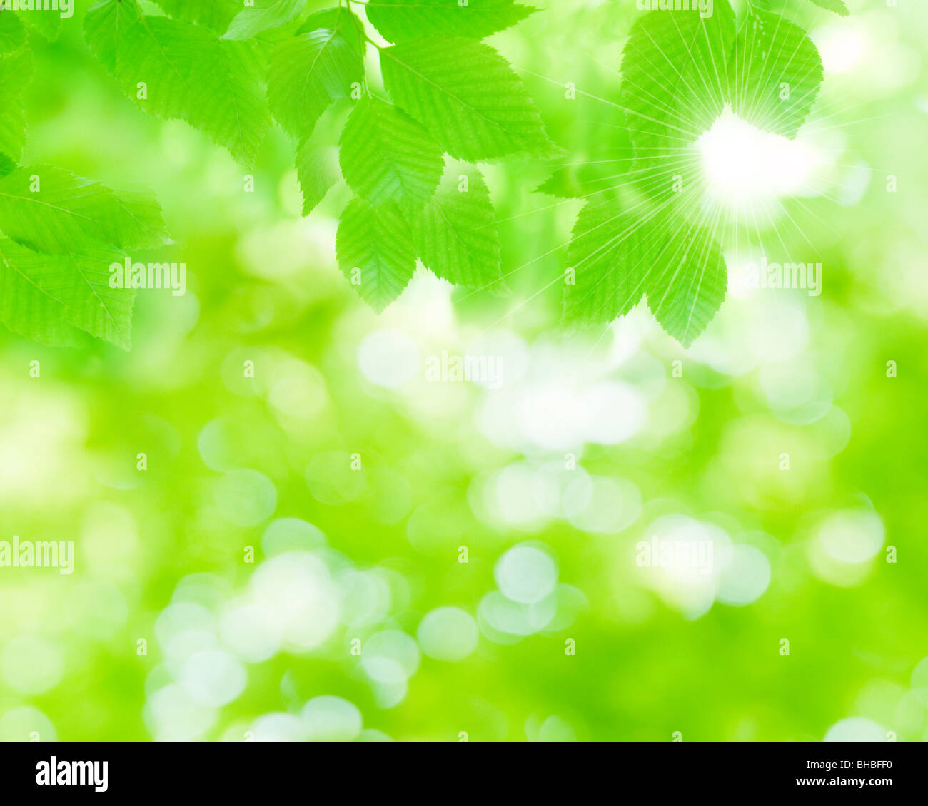 Sunlight passing through green leaves Stock Photo - Alamy Sunlight passing through green leaves Stock Photo - Alamy