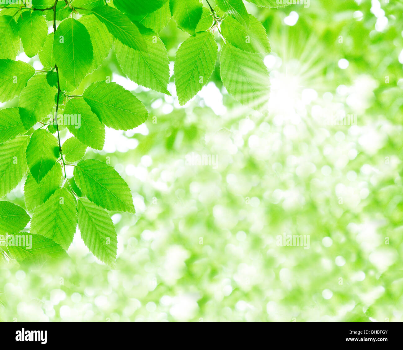 Sun shining through green leaves Stock Photo - Alamy