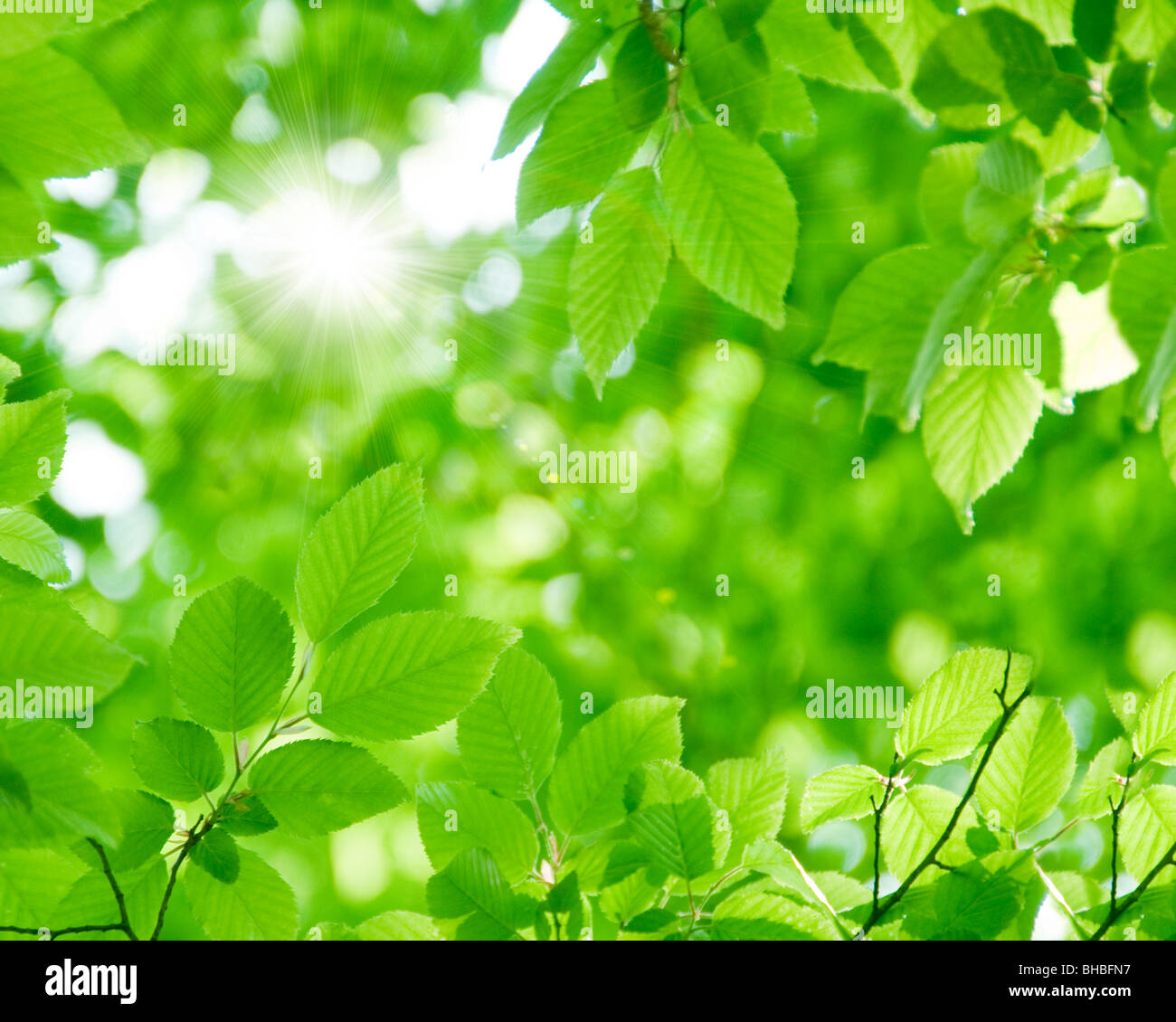 Sunlight passing through leaves Stock Photo - Alamy Sunlight passing through leaves Stock Photo - Alamy