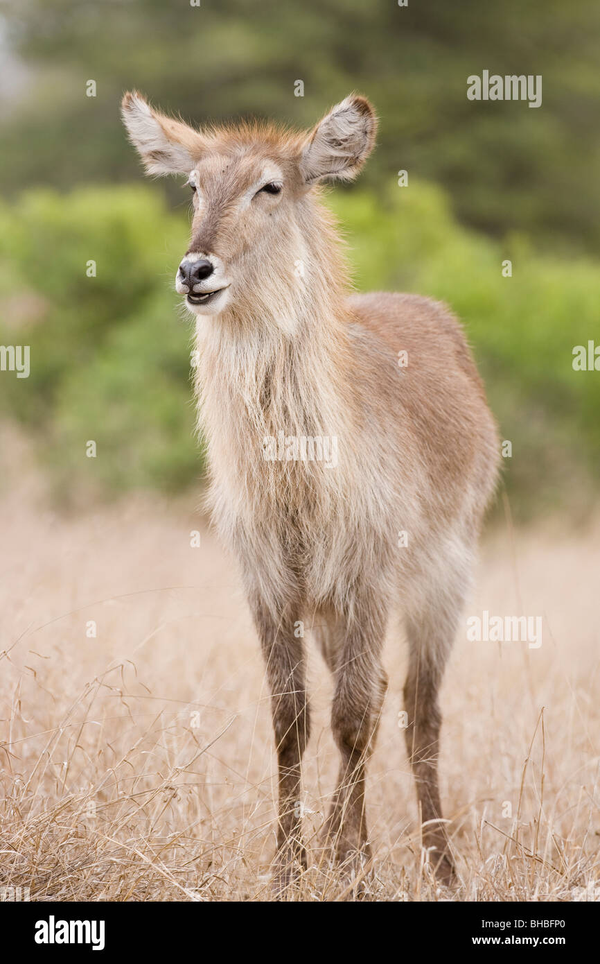 Young Common Waterbuck (Kobus ellipsiprymnus) standing in dried ...