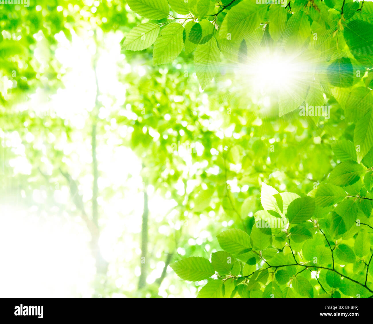 Sunlight passing through tree branches Stock Photo - Alamy