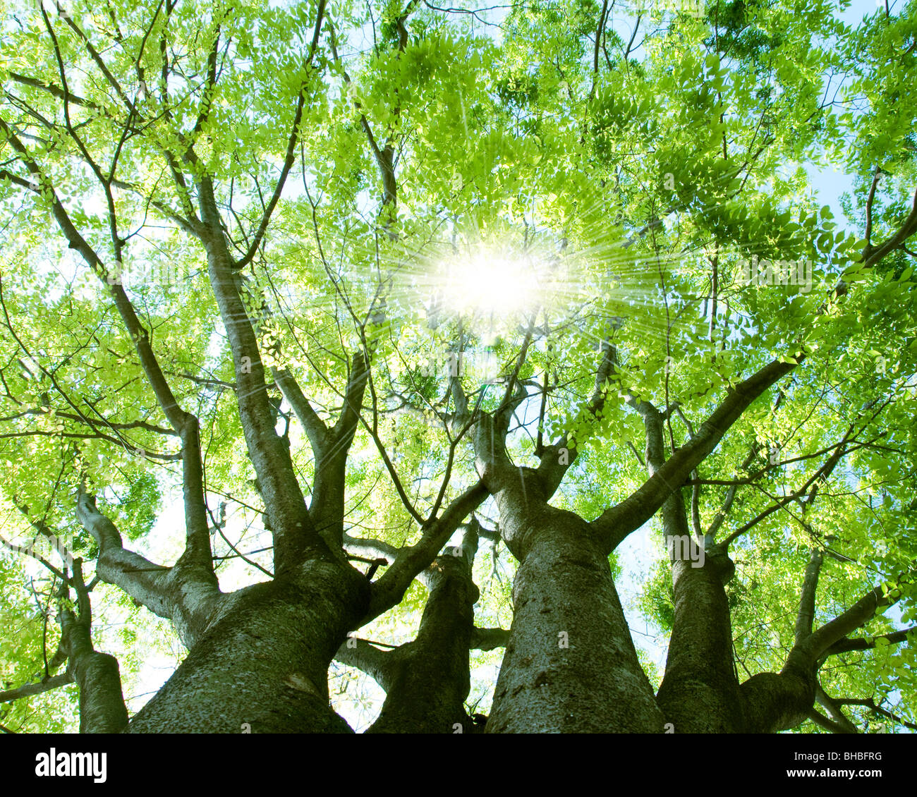 Sunlight falling through trees hi-res stock photography and images - Alamy