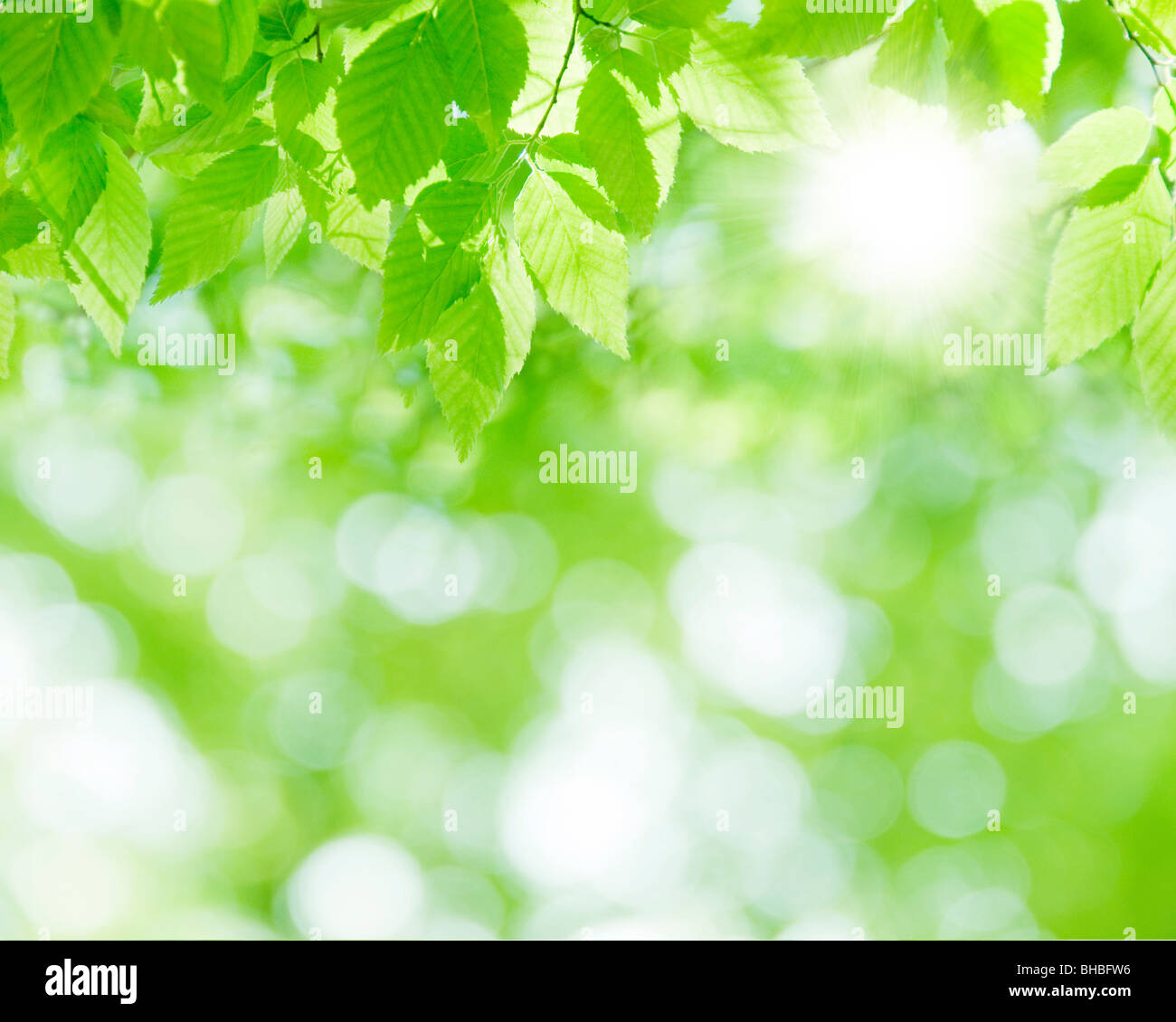Sunlight passing through green leaves Stock Photo - Alamy Sunlight passing through green leaves Stock Photo - Alamy