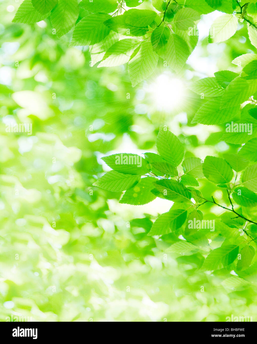 Sunlight passing through tree branches Stock Photo - Alamy