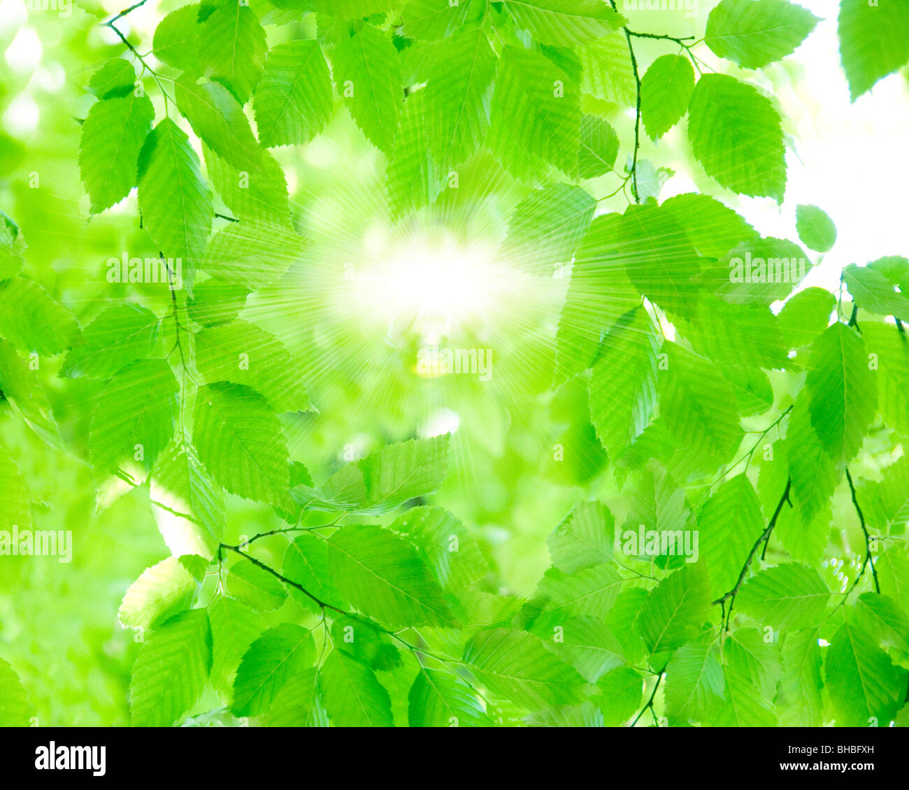 Sunlight falling through green leaves Stock Photo - Alamy