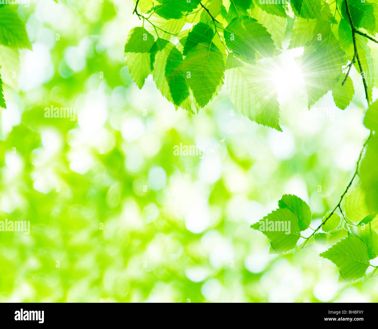 Sun shining through tree leaves Stock Photo - Alamy