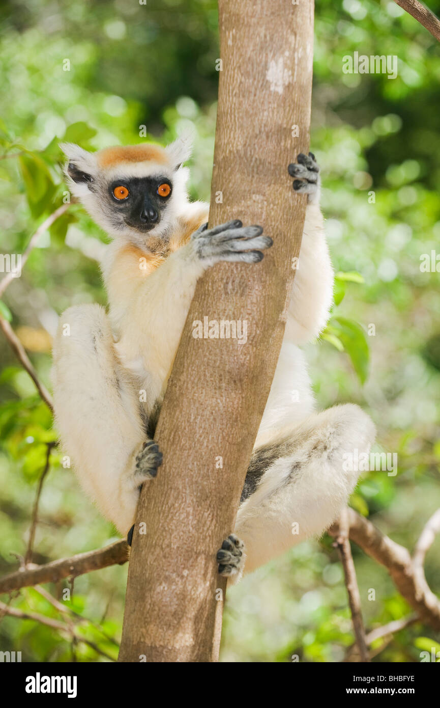 Golden-crowned or Tattersall's Sifaka Lemur (Propithecus tattersalli ...