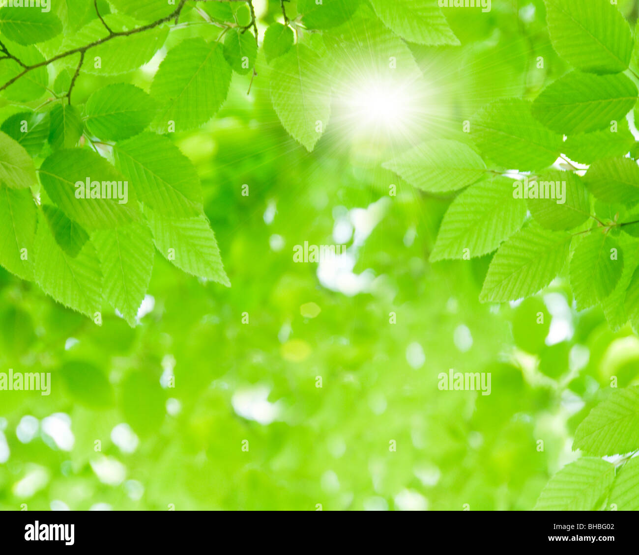 Sunlight falling through green leaves Stock Photo - Alamy