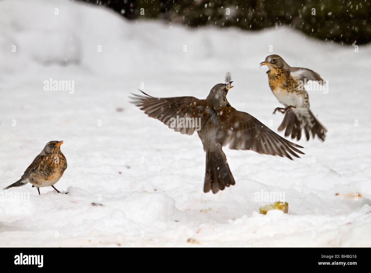 Fieldfares flying hi-res stock photography and images - Alamy