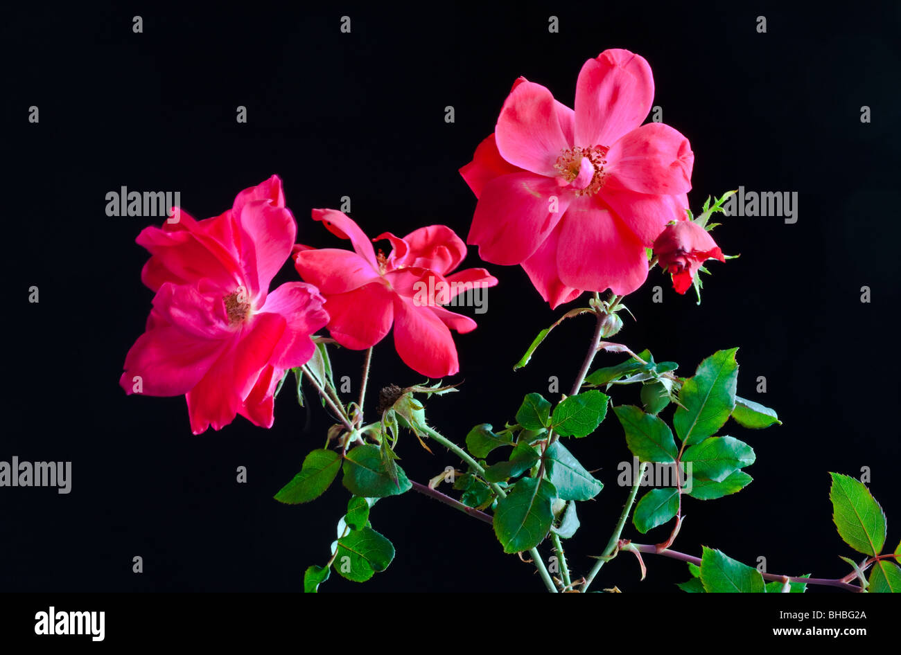 Knock out Rose, radrazz sp Stock Photo - Alamy