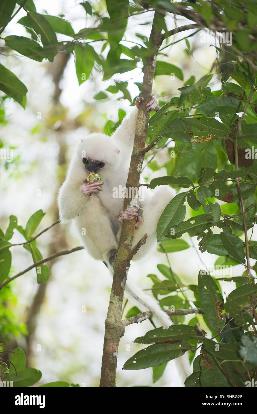 Silky Sifaka lemur (Propithecus candidus) Endangered, Marojejy National ...