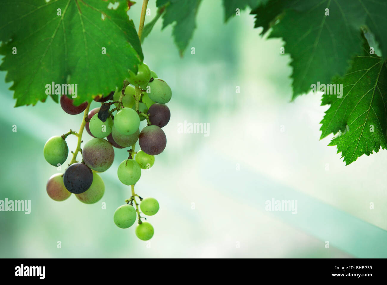 Muscat grape in vineyard Stock Photo - Alamy