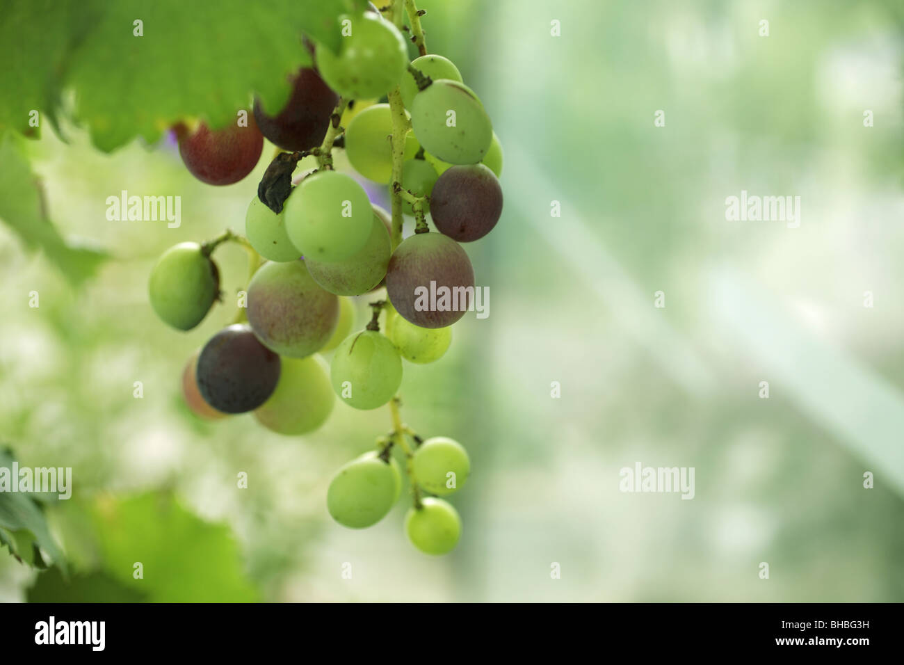 Muscat grape in vineyard Stock Photo - Alamy