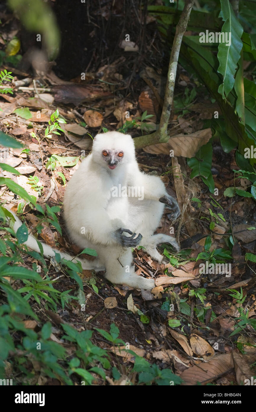Silky Sifaka lemur (Propithecus candidus) Endangered, Marojejy National ...