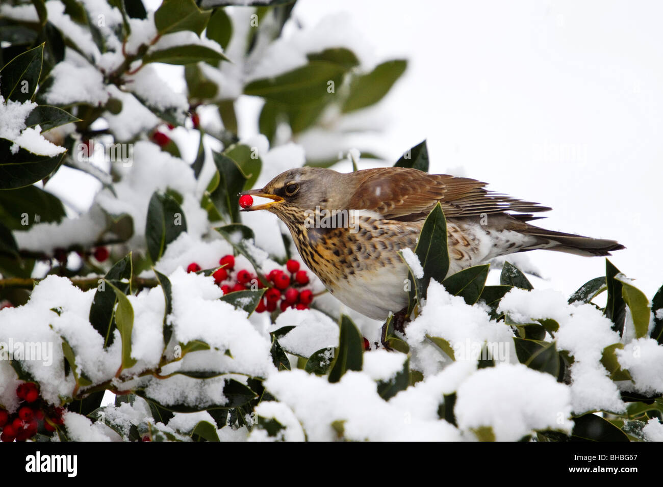 Wild bird eating berries hi-res stock photography and images - Alamy