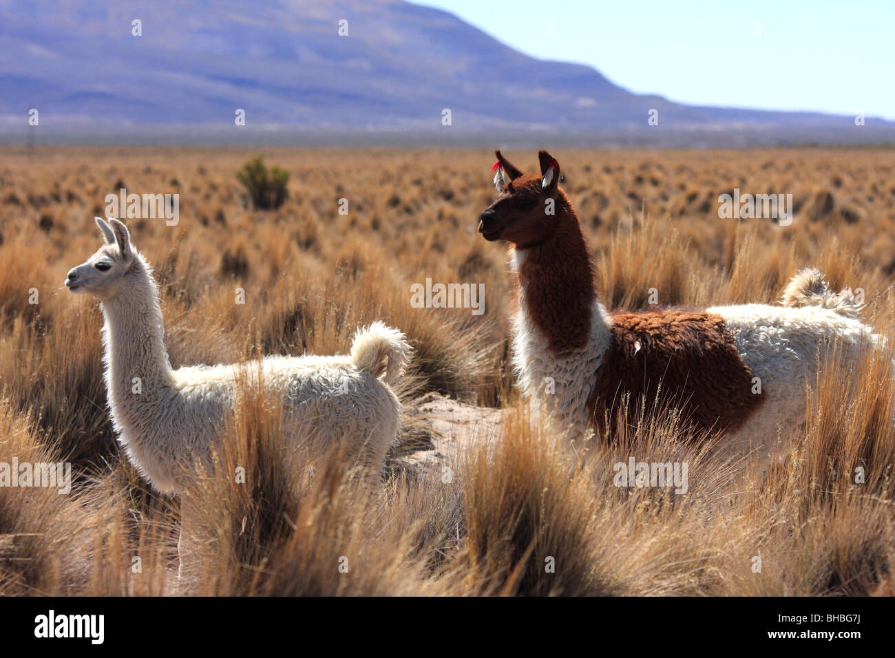 Bolivia animals hi-res stock photography and images - Alamy