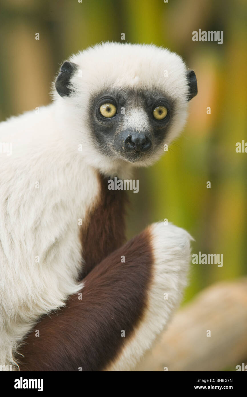 Coquerel's Sifaka Lemur (Propithecus coquereli), Ampijoroa Field ...