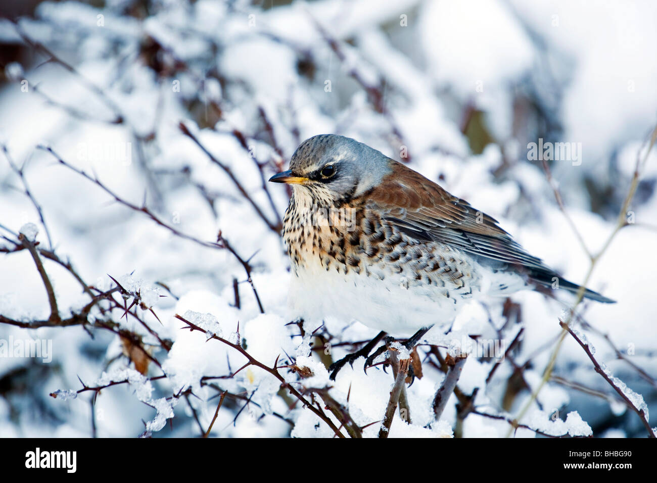 Fieldfare hi-res stock photography and images - Alamy
