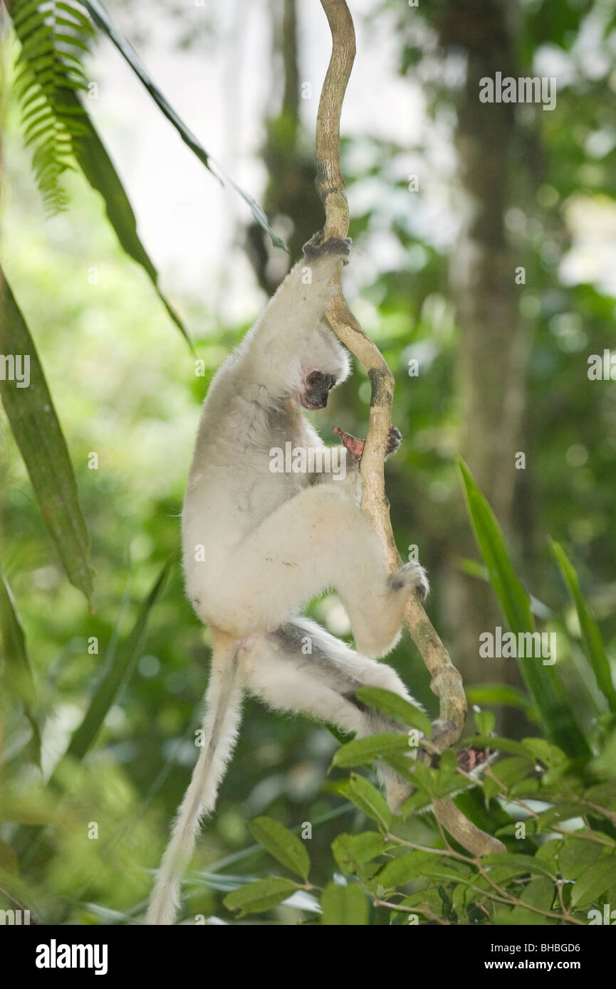 Silky Sifaka Lemur (Propithecus candidus) Marojejy National Park ...