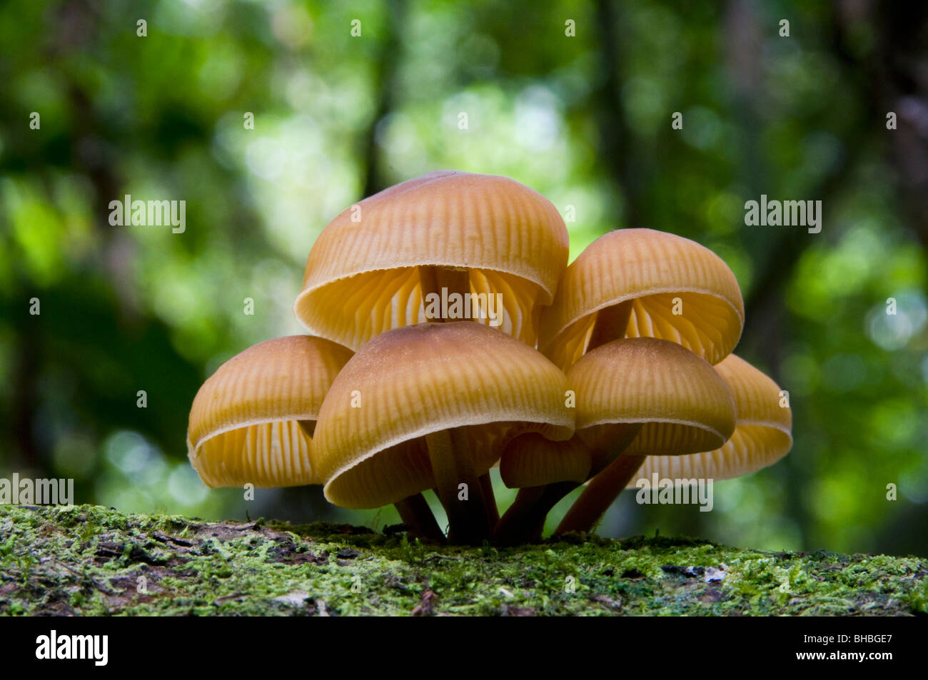 Rainforest Gilled Fungi