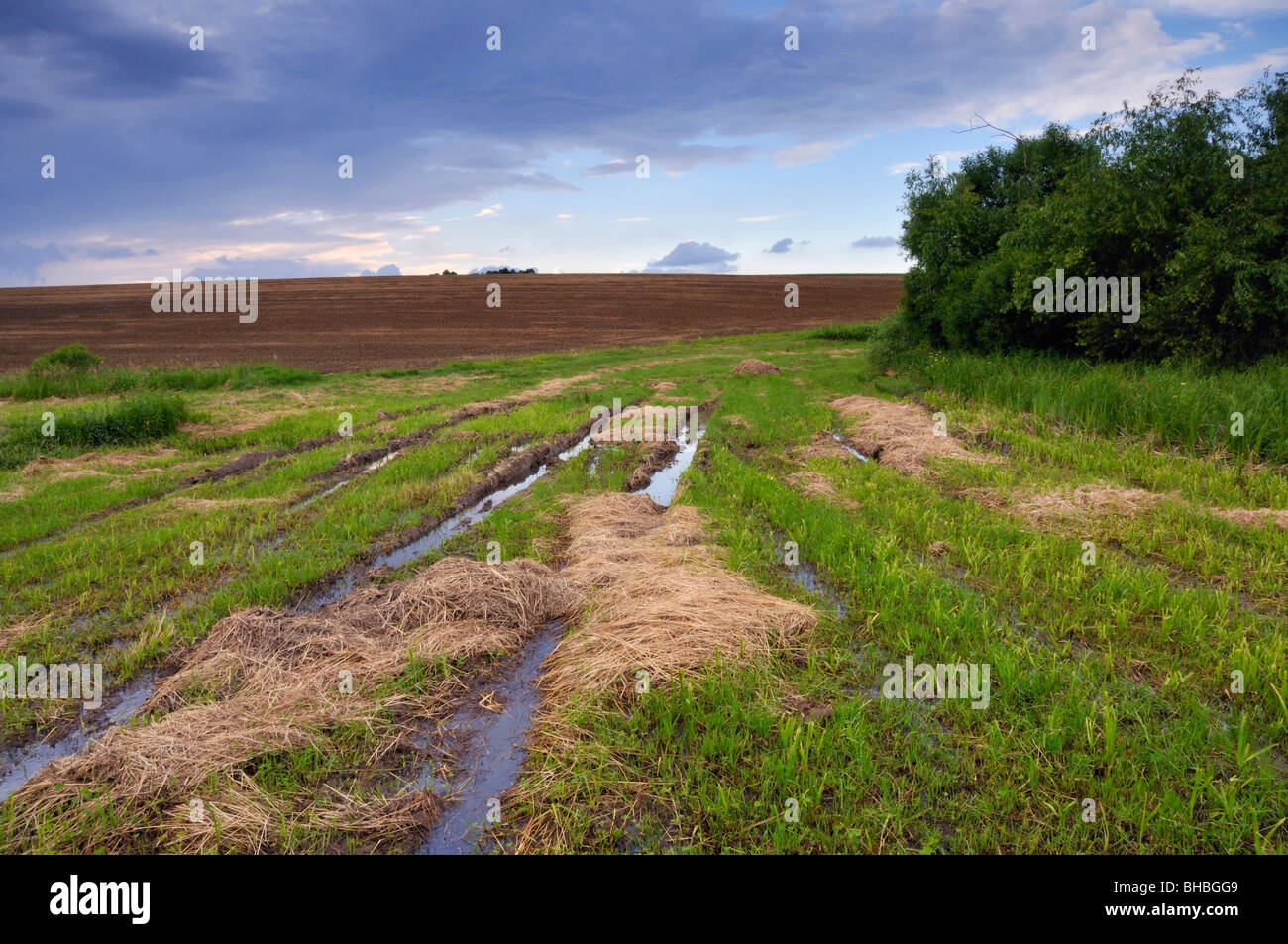 After the spring rain on the lawn by the lake Stock Photo - Alamy