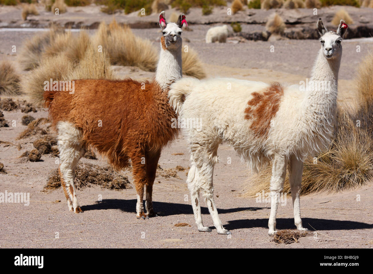 Bolivia animals hi-res stock photography and images - Alamy
