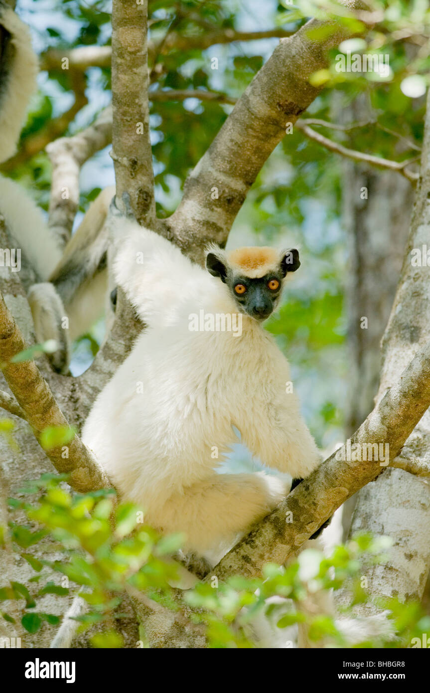 Golden-crowned or Tattersall's Sifaka Lemur (Propithecus tattersalli ...