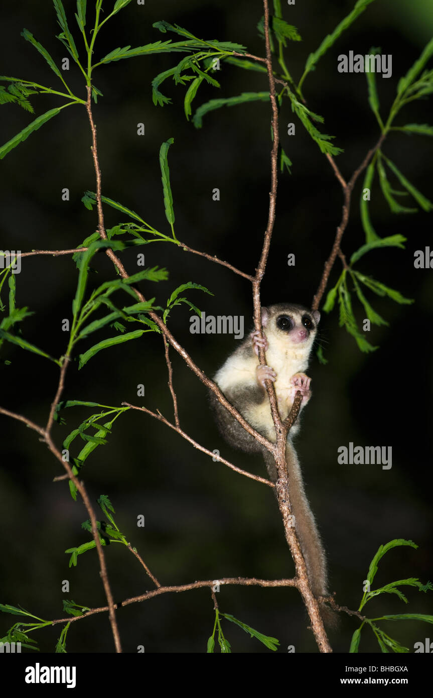 Rufous or Brown Mouse Lemur (Microcebus rufus) Fenamby Reserve, Daraina ...