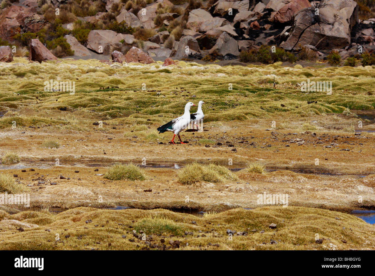 Andean geese hi-res stock photography and images - Alamy
