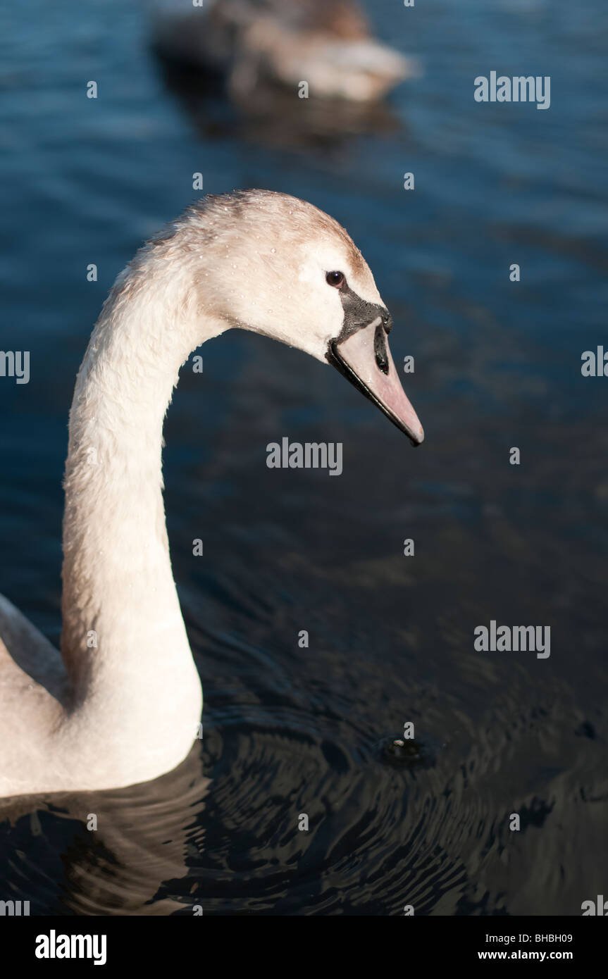 Cygnet profile hi-res stock photography and images - Alamy