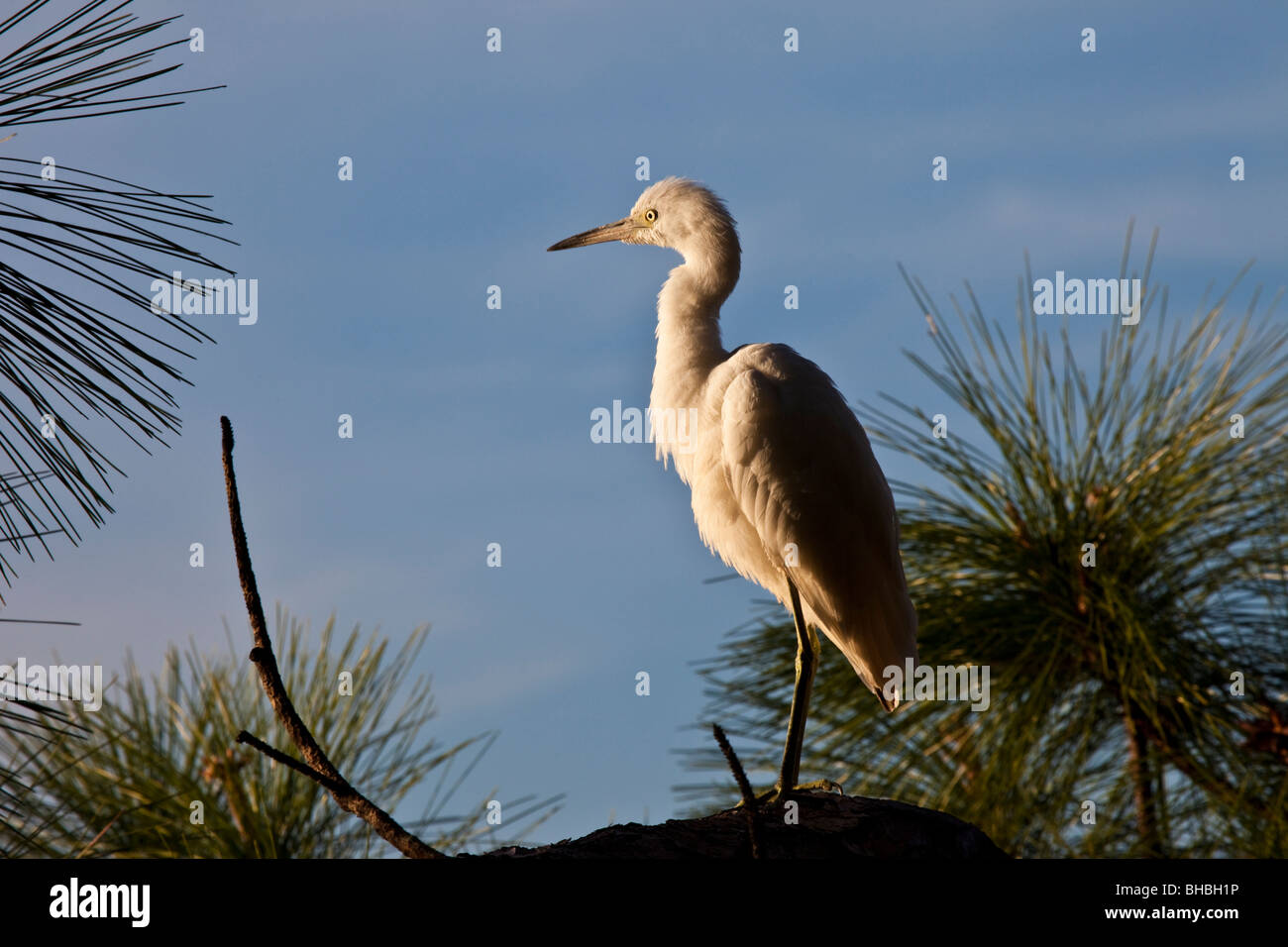 Immature Little Blue Heron, florida caerulea caerulea Stock Photo - Alamy