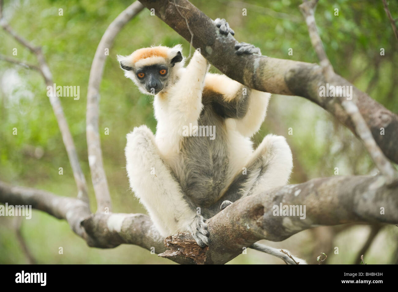 Golden-crowned or Tattersall's Sifaka Lemur (Propithecus tattersalli ...
