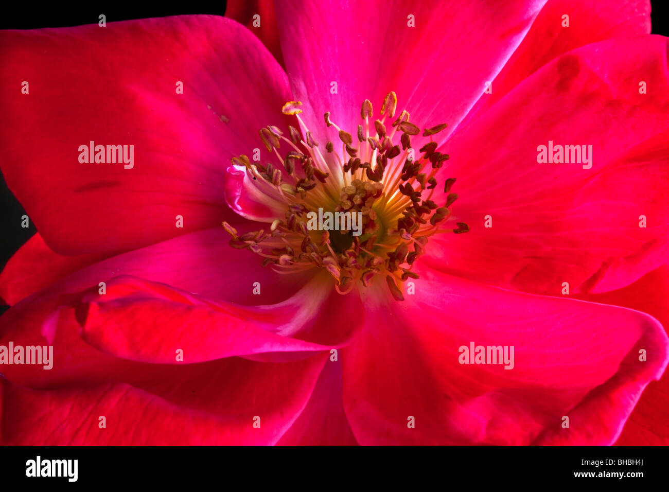 Knock out Rose, radrazz sp Stock Photo - Alamy