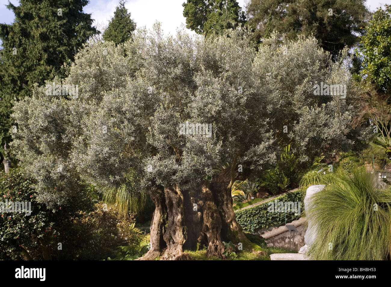 000 years old aged palace funchal atlantic island travel hi-res stock ...