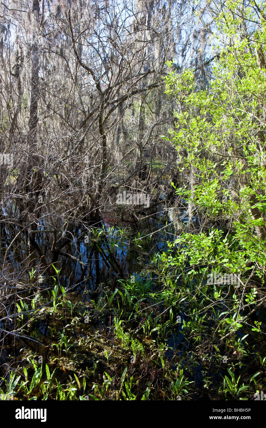Lettuce lake park hi-res stock photography and images - Alamy