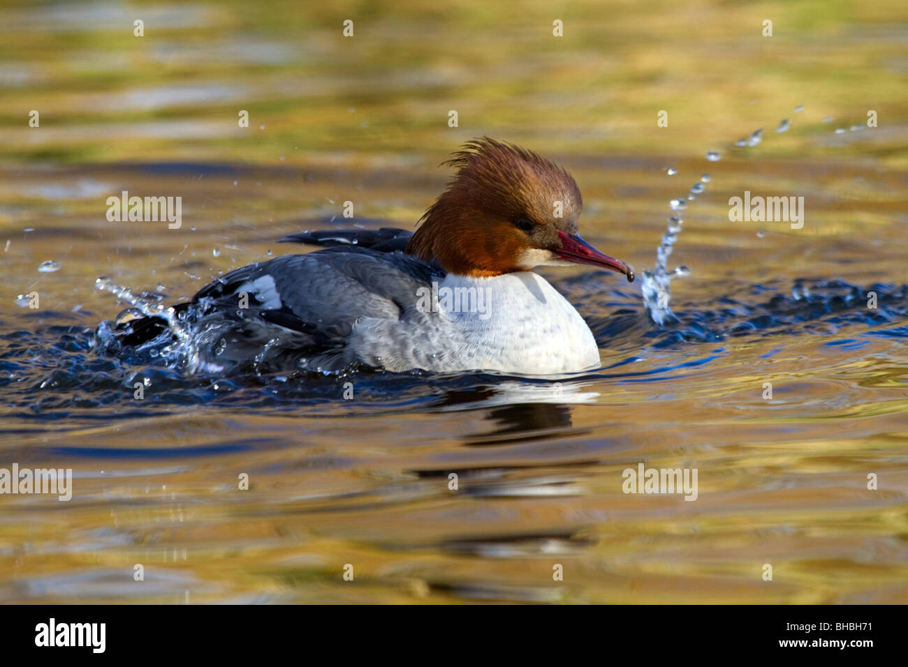 Goosander; Mergus merganser; female; on water Stock Photo - Alamy