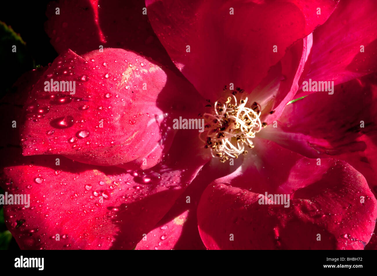 Knock out Rose, radrazz sp Stock Photo - Alamy