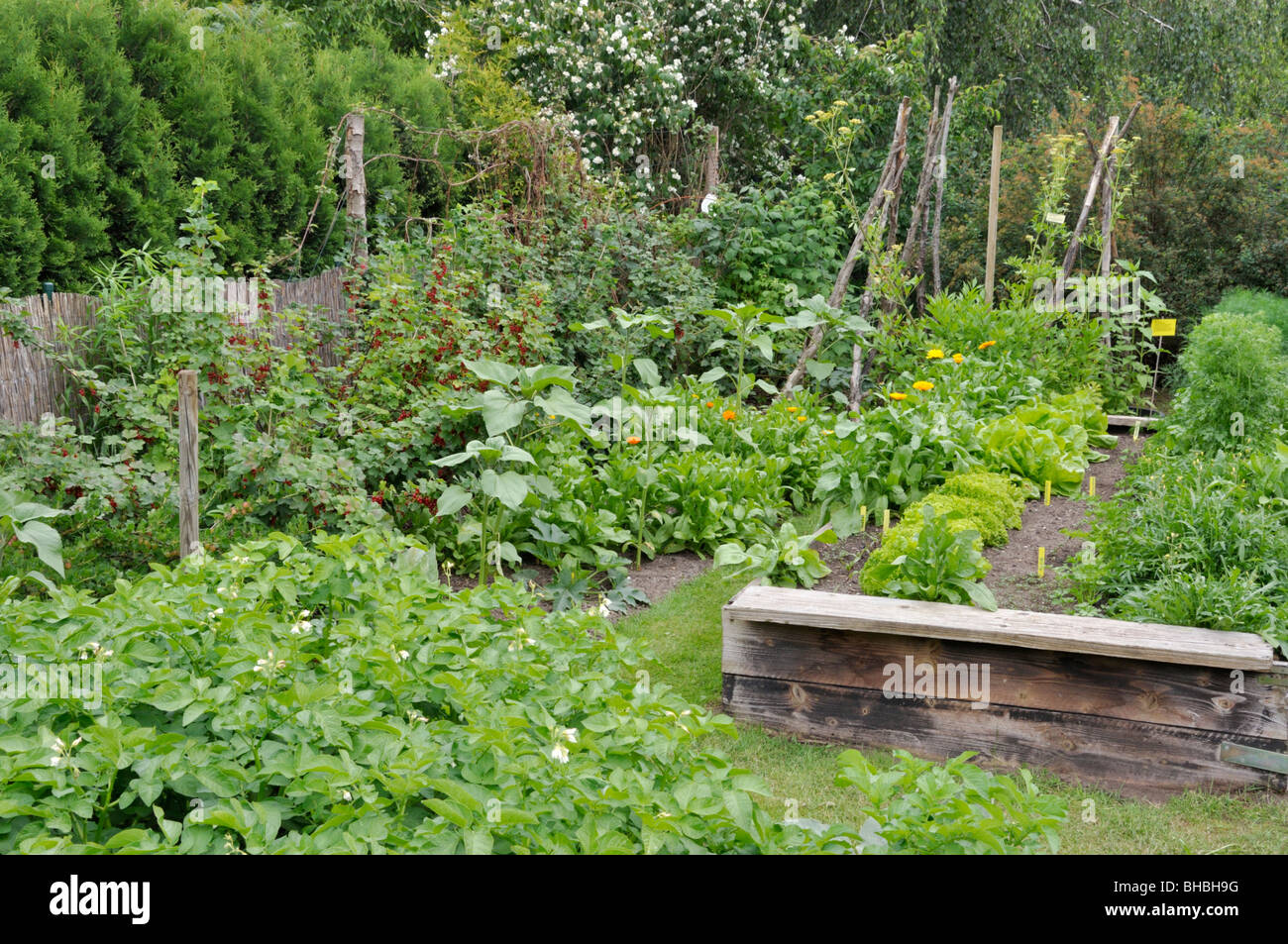 Raised bed vegetable garden hi-res stock photography and images - Alamy