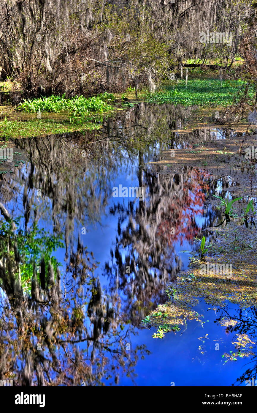 Swamp in Spring, Lettuce Lake Park, Tampa, Florida Stock Photo - Alamy
