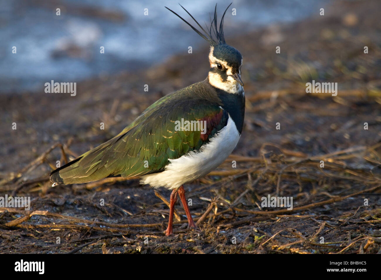 Lapwing hi-res stock photography and images - Alamy