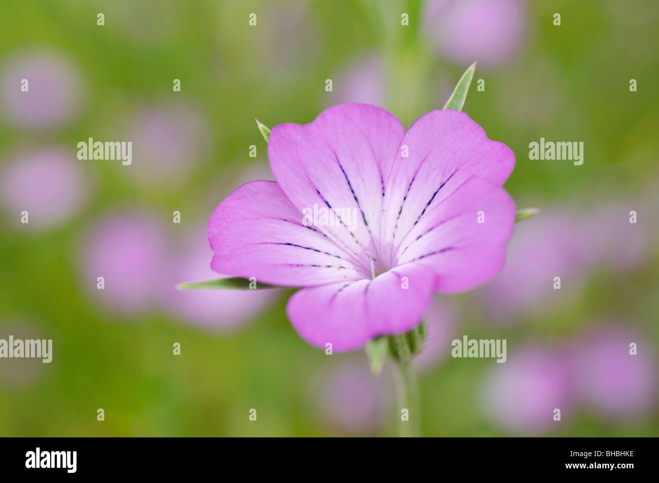 Common corn cockle (Agrostemma githago Stock Photo - Alamy