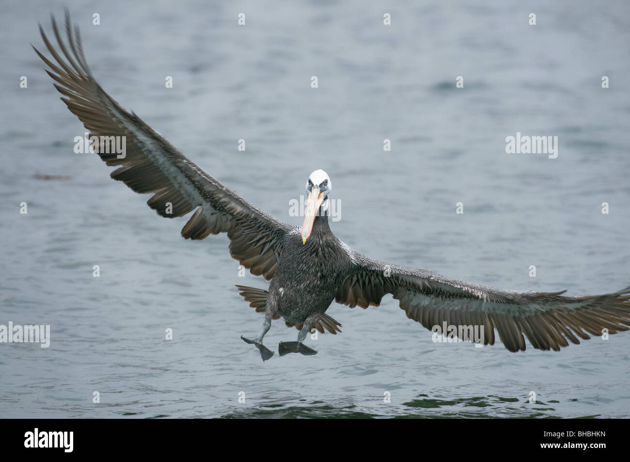 Peruvian Pelican (Pelecanus thagus) Landing in harbor, Pucusana, Peru ...