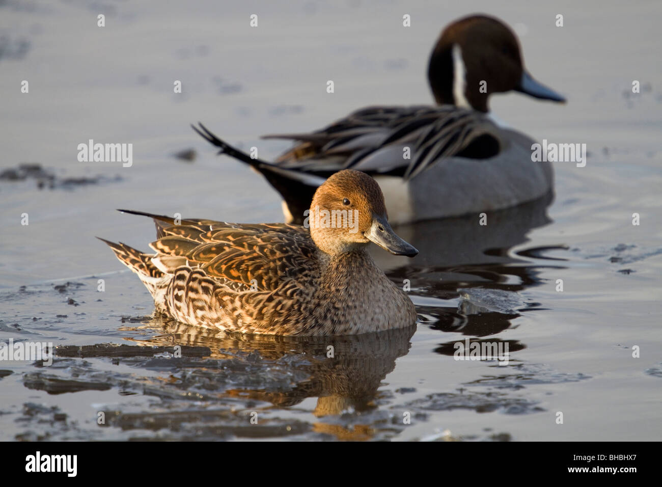 Pintail; Anas acuta; pair; ducks Stock Photo - Alamy
